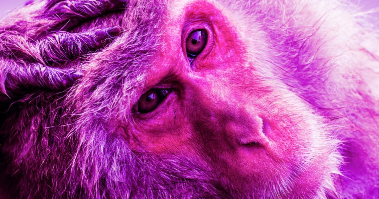 Scientists Use Human Stem Cells To Restore A Monkey S Vision