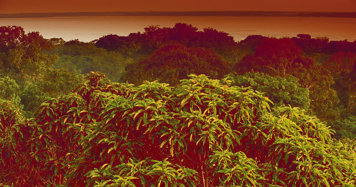 Archaeologists Discover Lost City in Amazon Rainforest