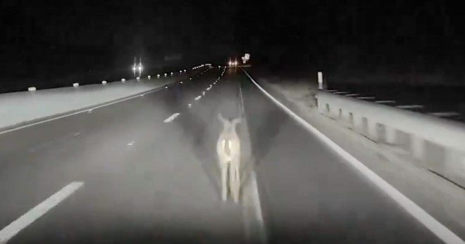 Tesla on Full Self-Driving Mode Plows Through Deer Without Even Slowing ...