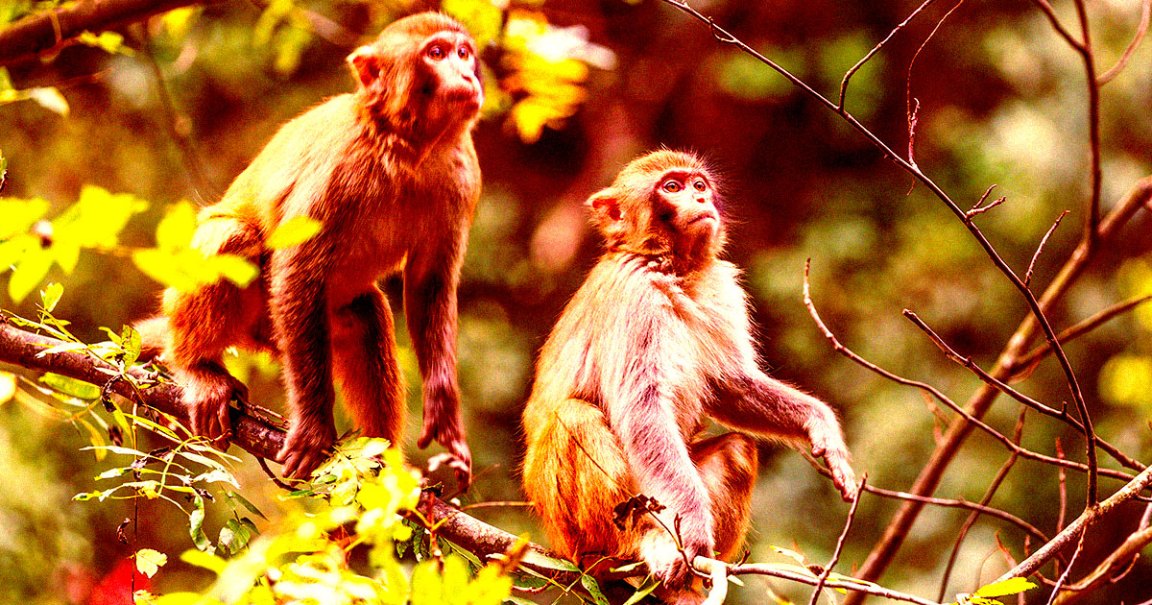 Monkeys That Escaped Research Facility Still on the Loose, Authorities Say