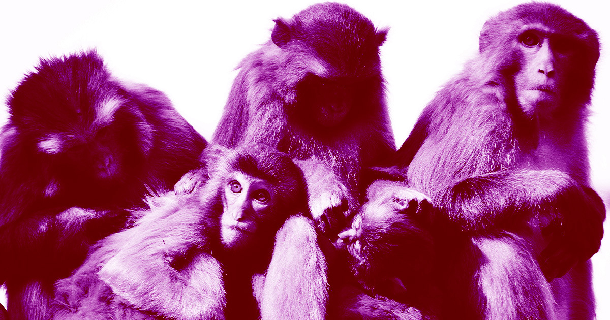 Police Warn Residents to Lock Down Houses as Dozens of Monkeys Escape ...