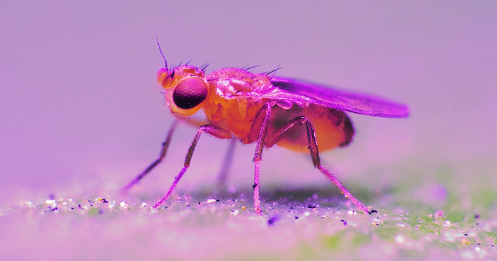China Deploys Fruit Flies in Space Station