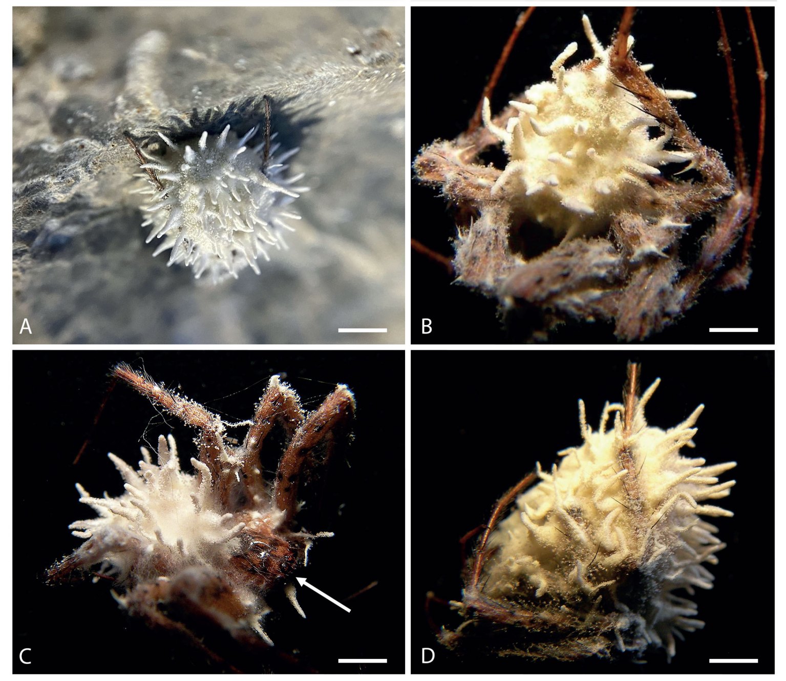 Scientists Discover "Zombie" Fungus That Seizes Control of Spiders ...