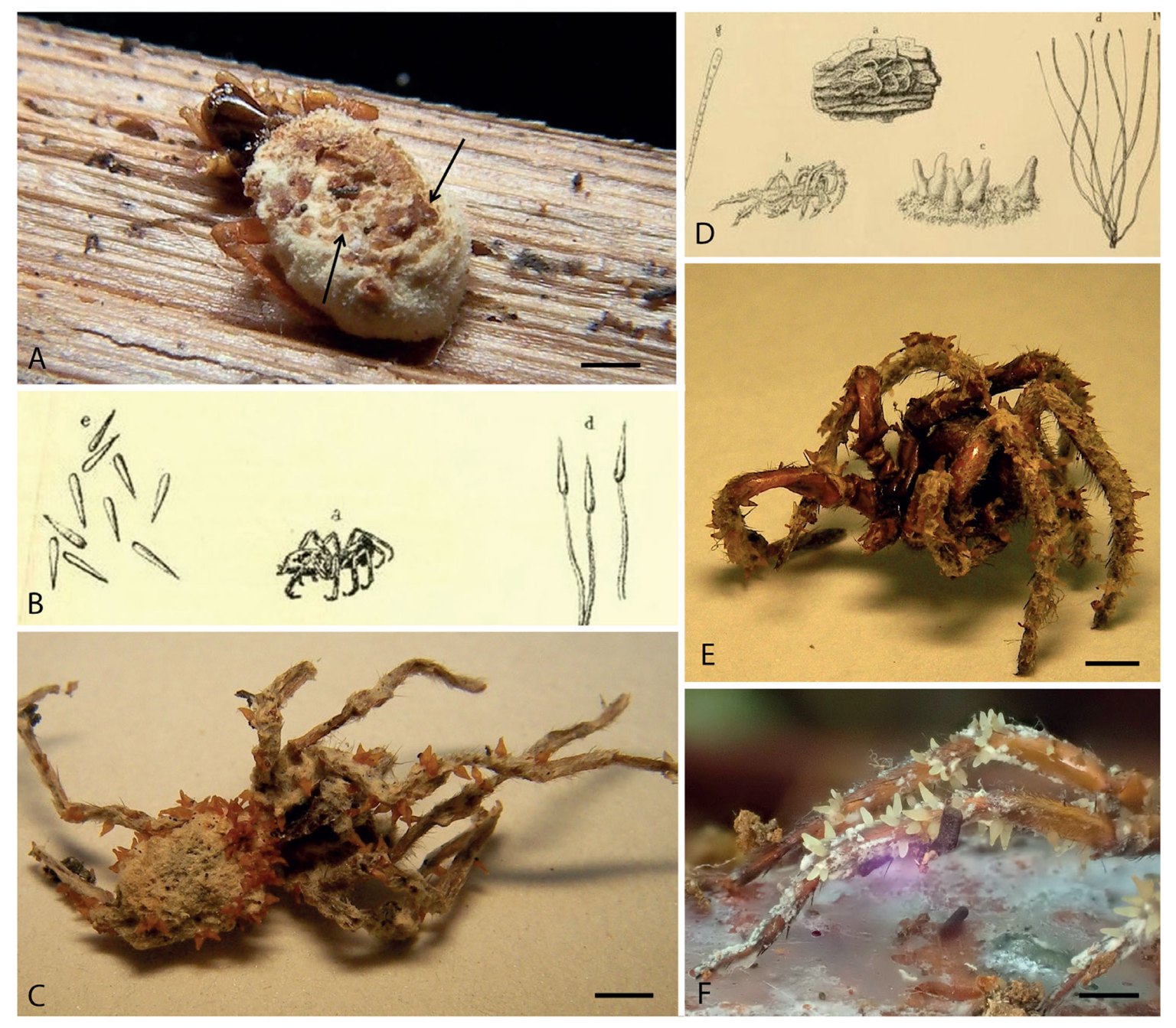 Scientists Discover "Zombie" Fungus That Seizes Control of Spiders ...