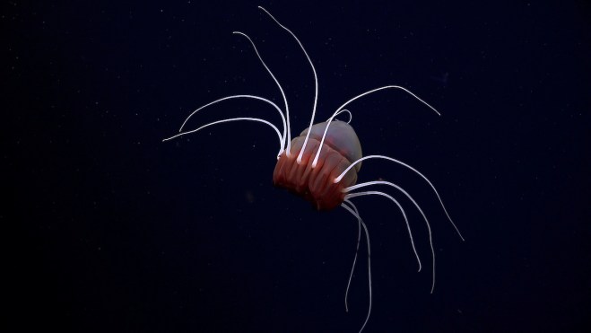 Iceberg Breaks Off Antarctica, Revealing Tentacled Creatures Beneath