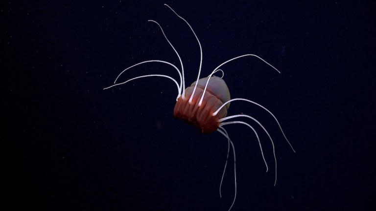 Iceberg Breaks Off Antarctica, Revealing Tentacled Creatures Beneath