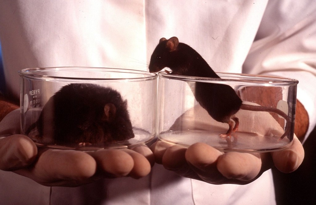 Scientists Gene Hack Mice So Their Livers Produce Their Own Ozempic ...