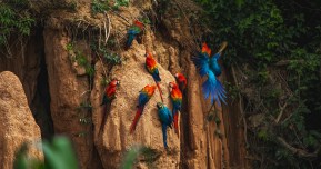 Climate Change Has Driven the Amazon Rainforest to the Edge of a ...