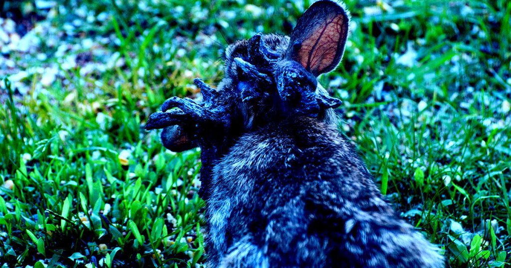 Rabbits With Horrifying Tentacles Growing Out of Their Faces Spotted in ...