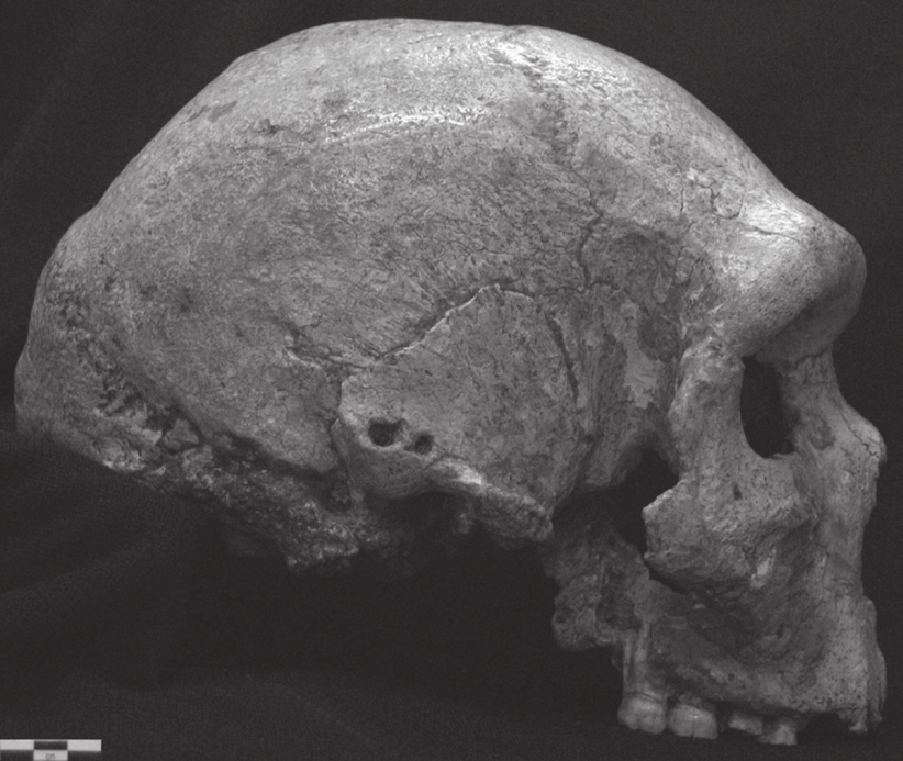 Scientists Intrigued by Non-Human Skull Embedded in Cave Wall