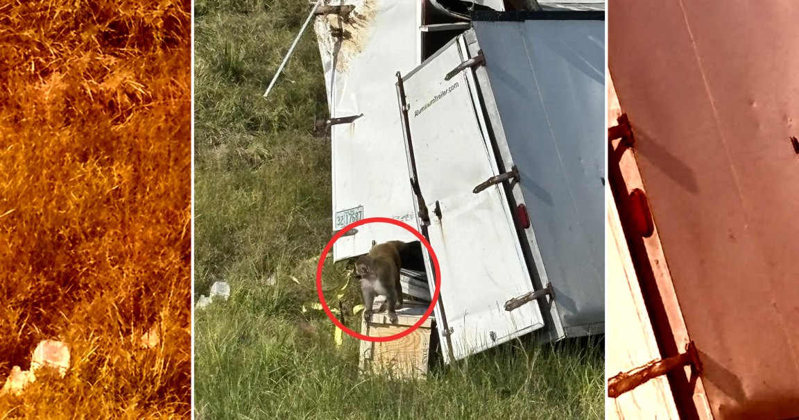 University Denies Monkeys That Escaped in Truck Crash Were Infected ...