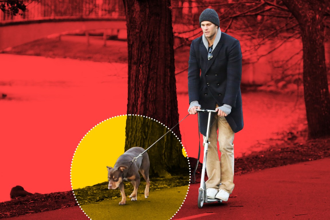 Tom Brady Reveals That His Dog Is a Clone